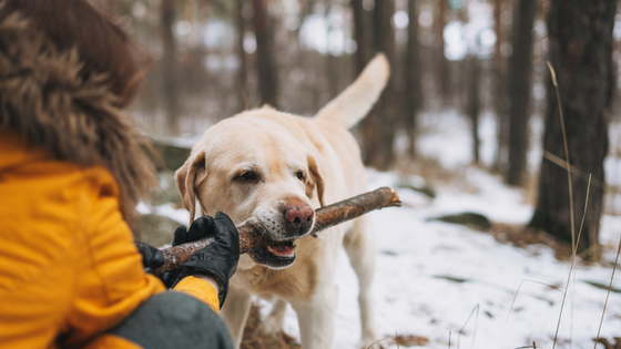 January is Walk Your Dog Month! – Superpet Limited