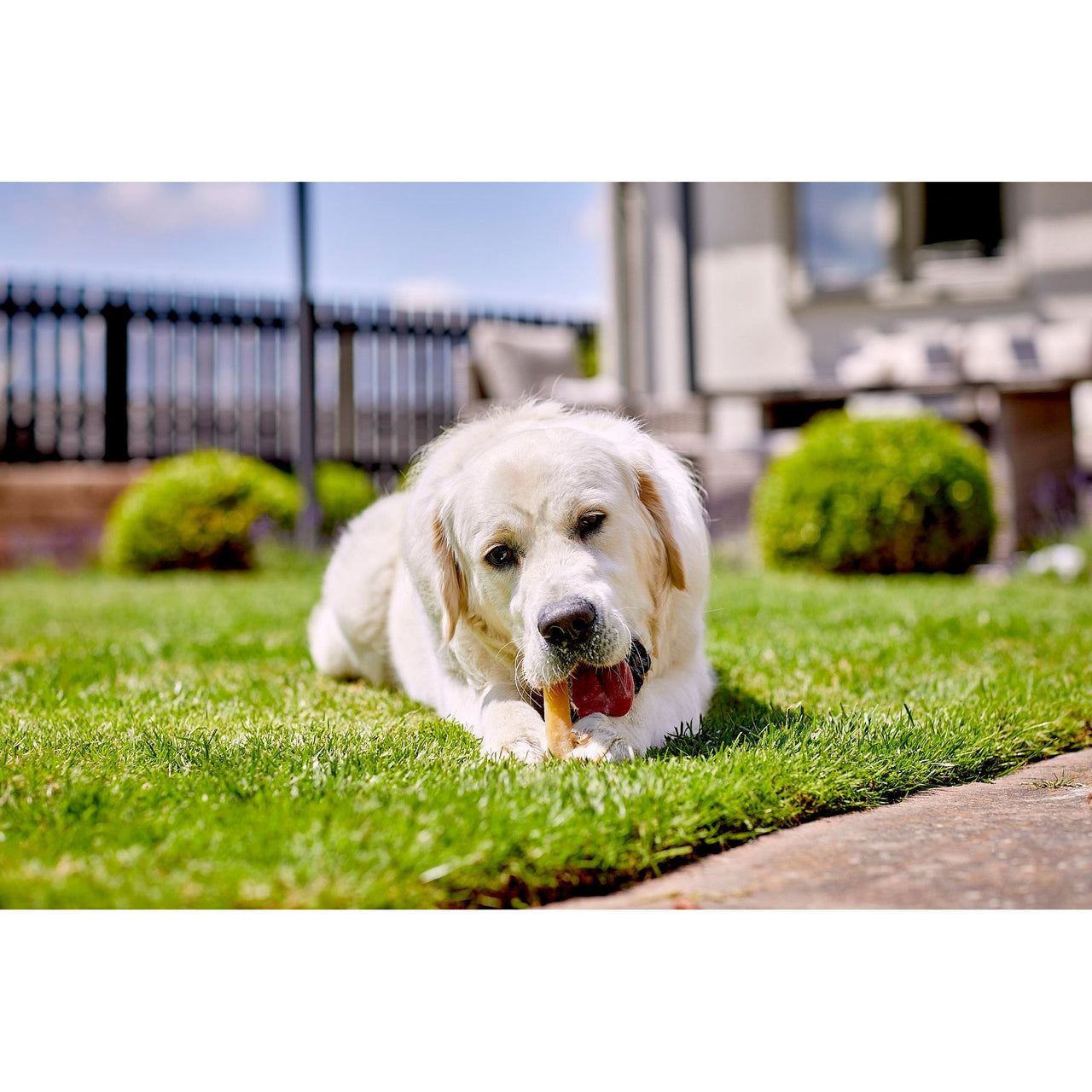 Yakers Himalayan Yak Milk Dog Chew Box – Superpet Limited